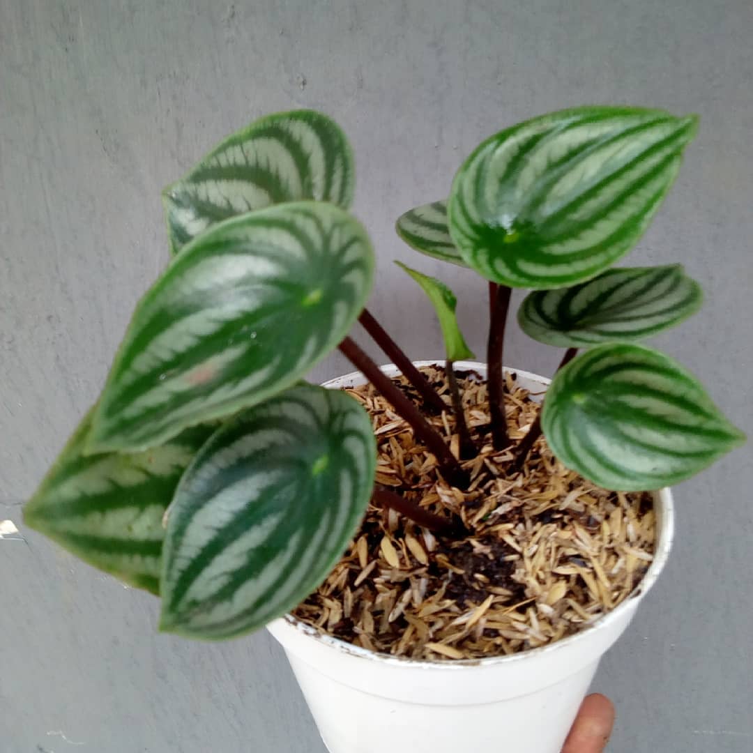 20 + BUNGA YANG LAGI VIRAL 2020 - theFikkar