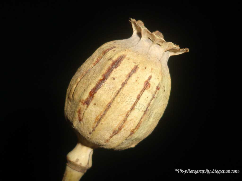 Opium Poppy Pods | Nature, Cultural, and Travel Photography Blog