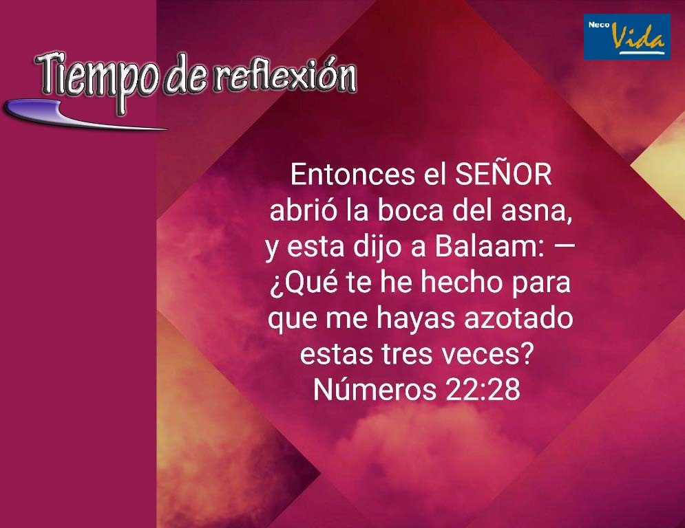 Neco Vida Tiempo N meros 22 28