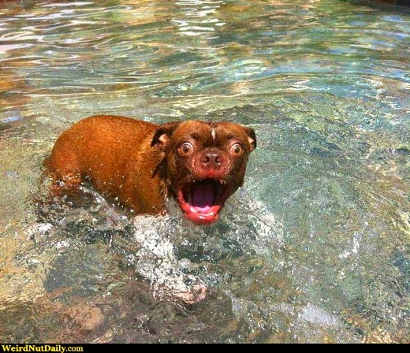 White Wolf : 10 Dogs Making the Most Hilarious Faces (PHOTOS)