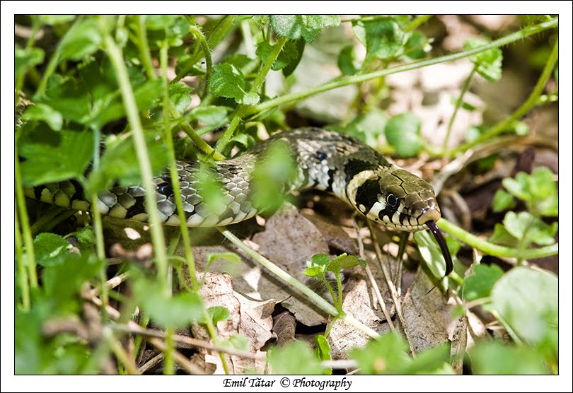 The colors of life: Şarpe de casă