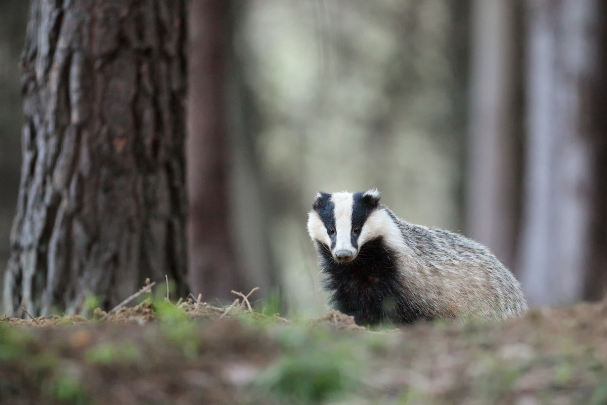 MYSLIVOST: JEZEVEC LESNÍ A Myslivci. Při šetrném a rozumném lovu snad v ...