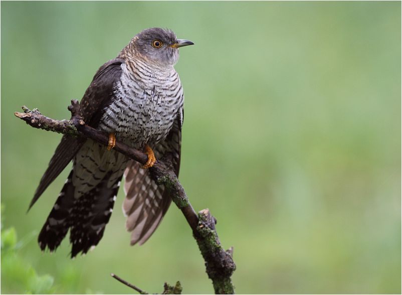 wilde perspektiven: Kuckuck