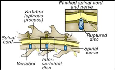 NERVOUS SYSTEM OF ANIMALS, CENTRAL AND PERIPHERAL NERVOUS SYSTEM OF ANIMAL