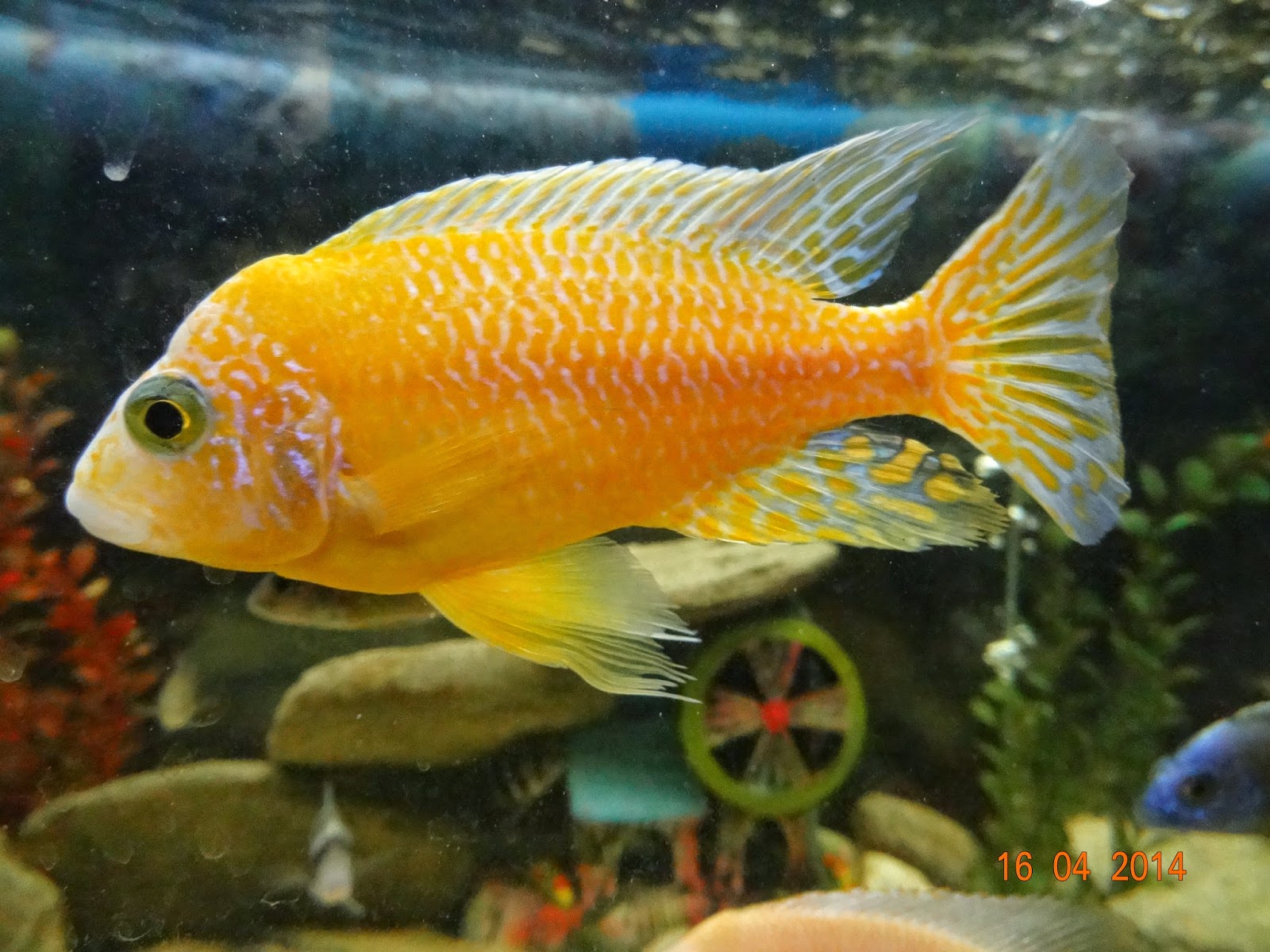 CICLIDOS AFRICANOS CARACAS - VENEZUELA: CILIDOS AULONOCARA DRAGON BLOOD