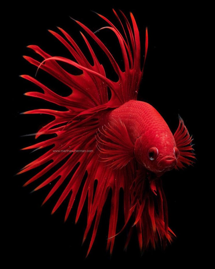 13 Ikan Cupang Hias dan 8 Jenis Cupang Hasil Kawin Silang Betta.Sp ...