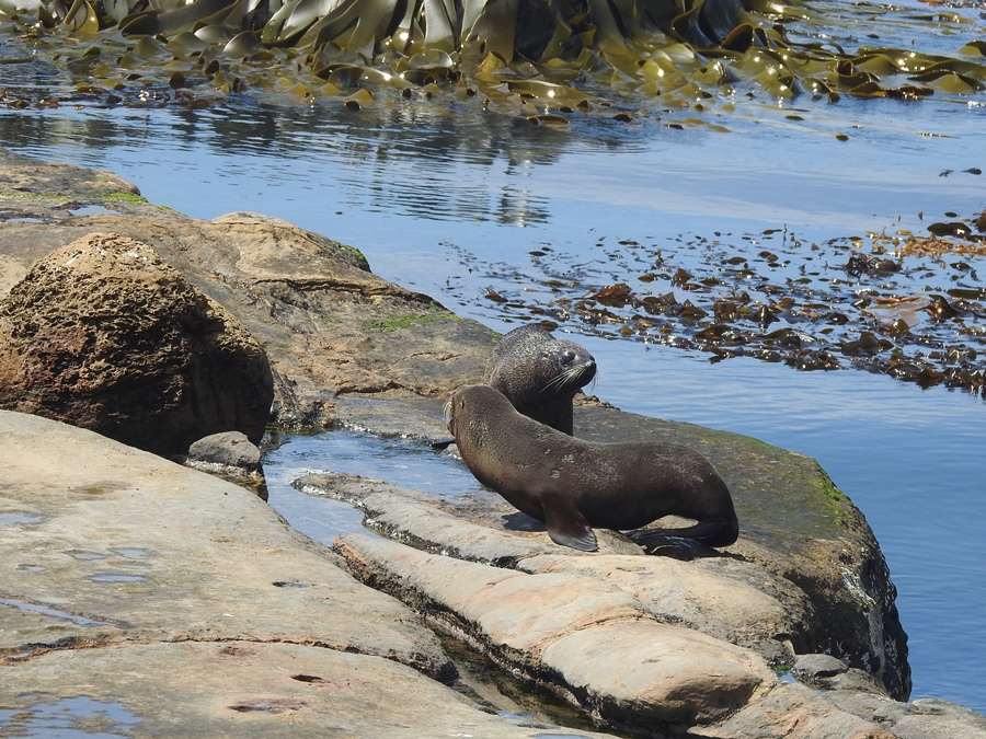 photographing New Zealand: critters and scenes