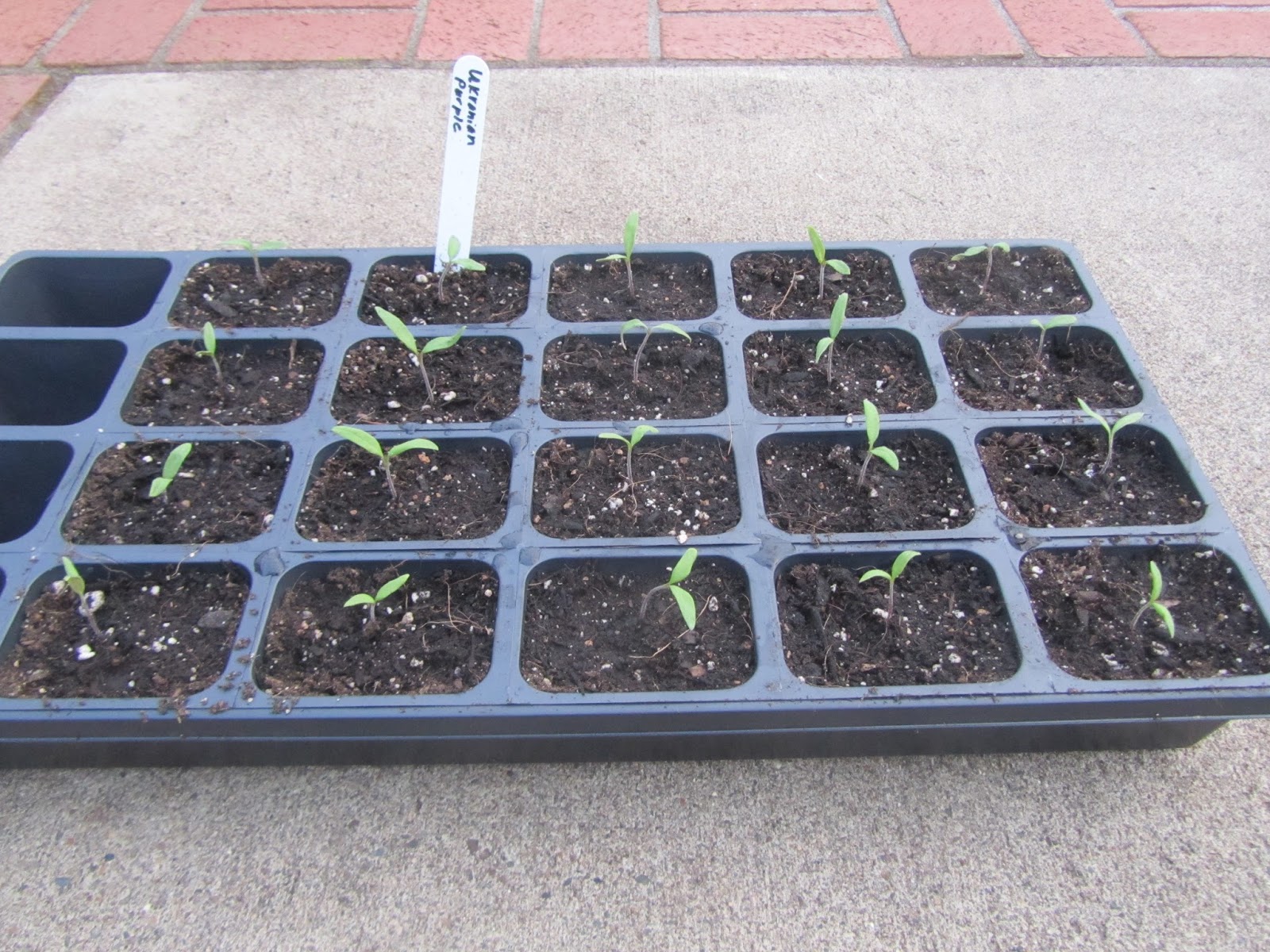 Four Hills of Squash: More Seed Starting and Transplanting