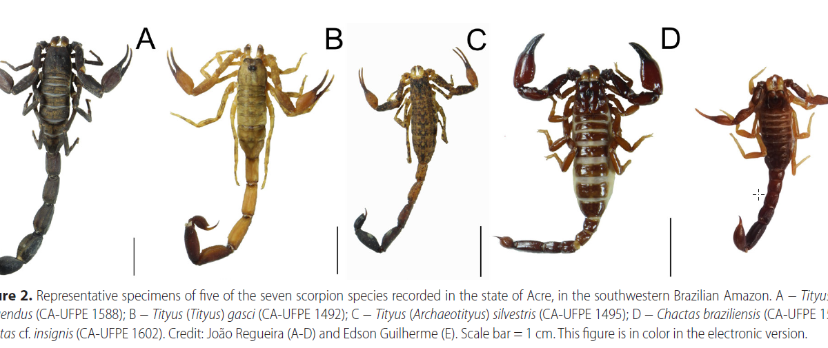 The Scorpion Files Newsblog: Scorpions from the state of Acre ...