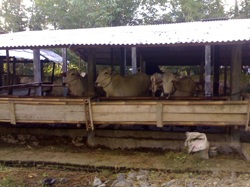 Kelebihan Pupuk Organik Cair untuk Pertanian | Saraswati Update