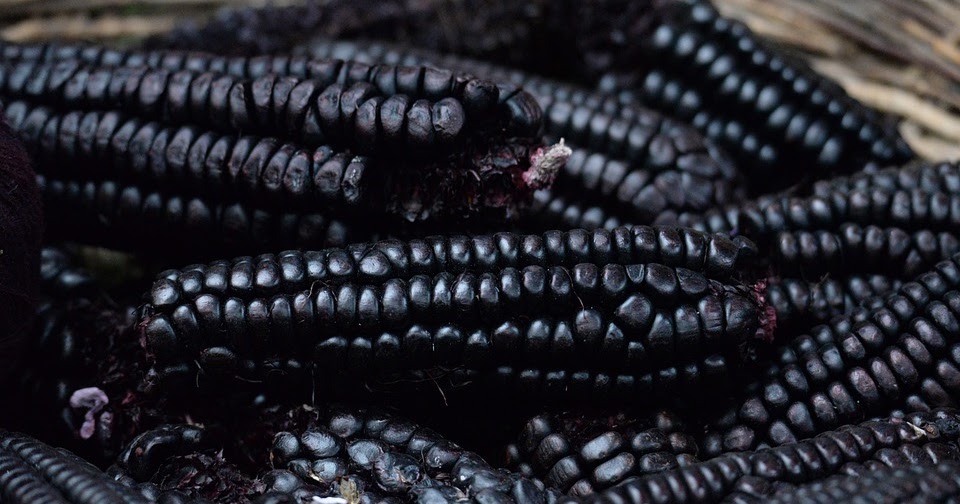 What is black corn?