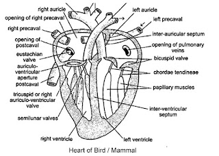 Comparative Zoology by Dr. Vidhin Kamble B. Sc- I : Comparative anatomy ...