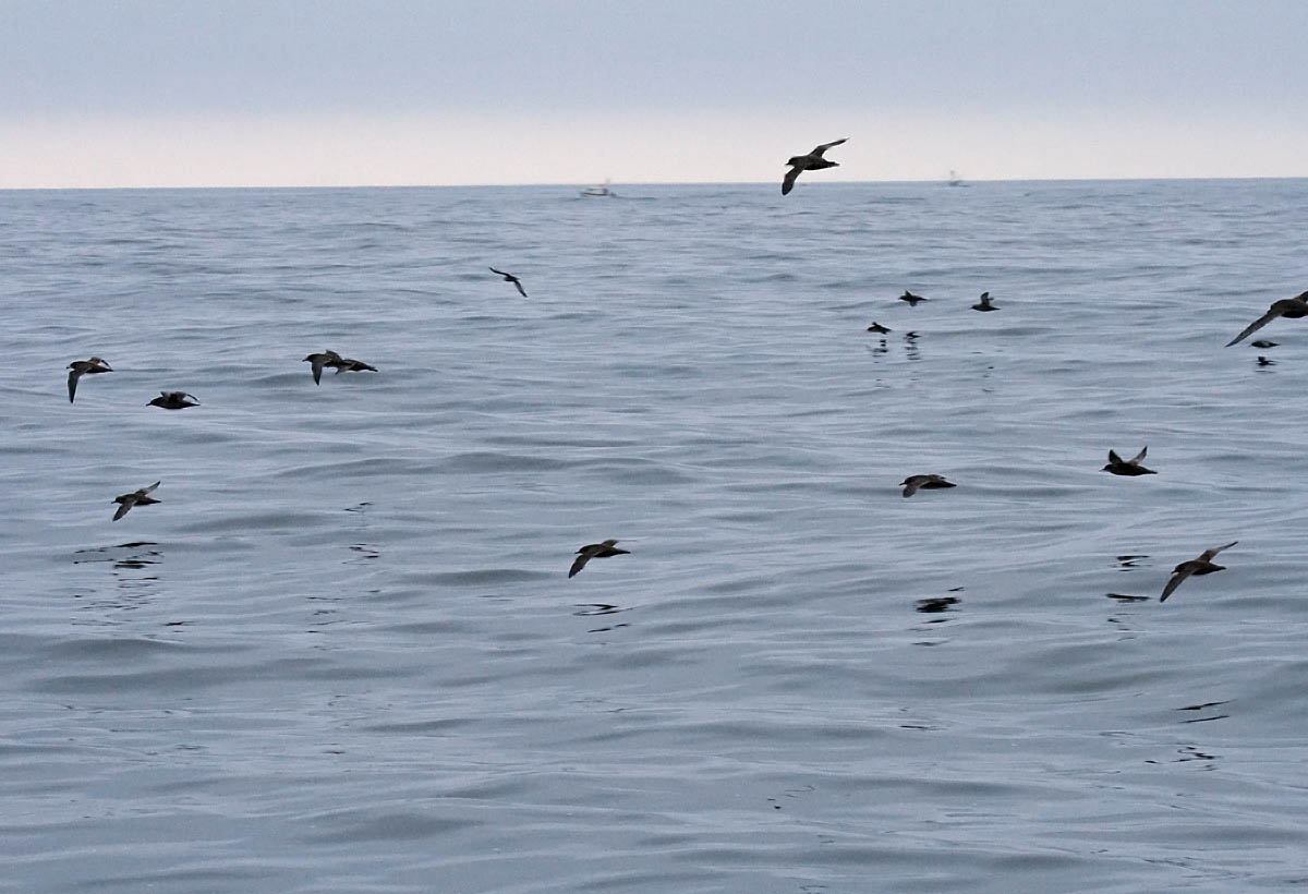 Sooty Shearwater Migration