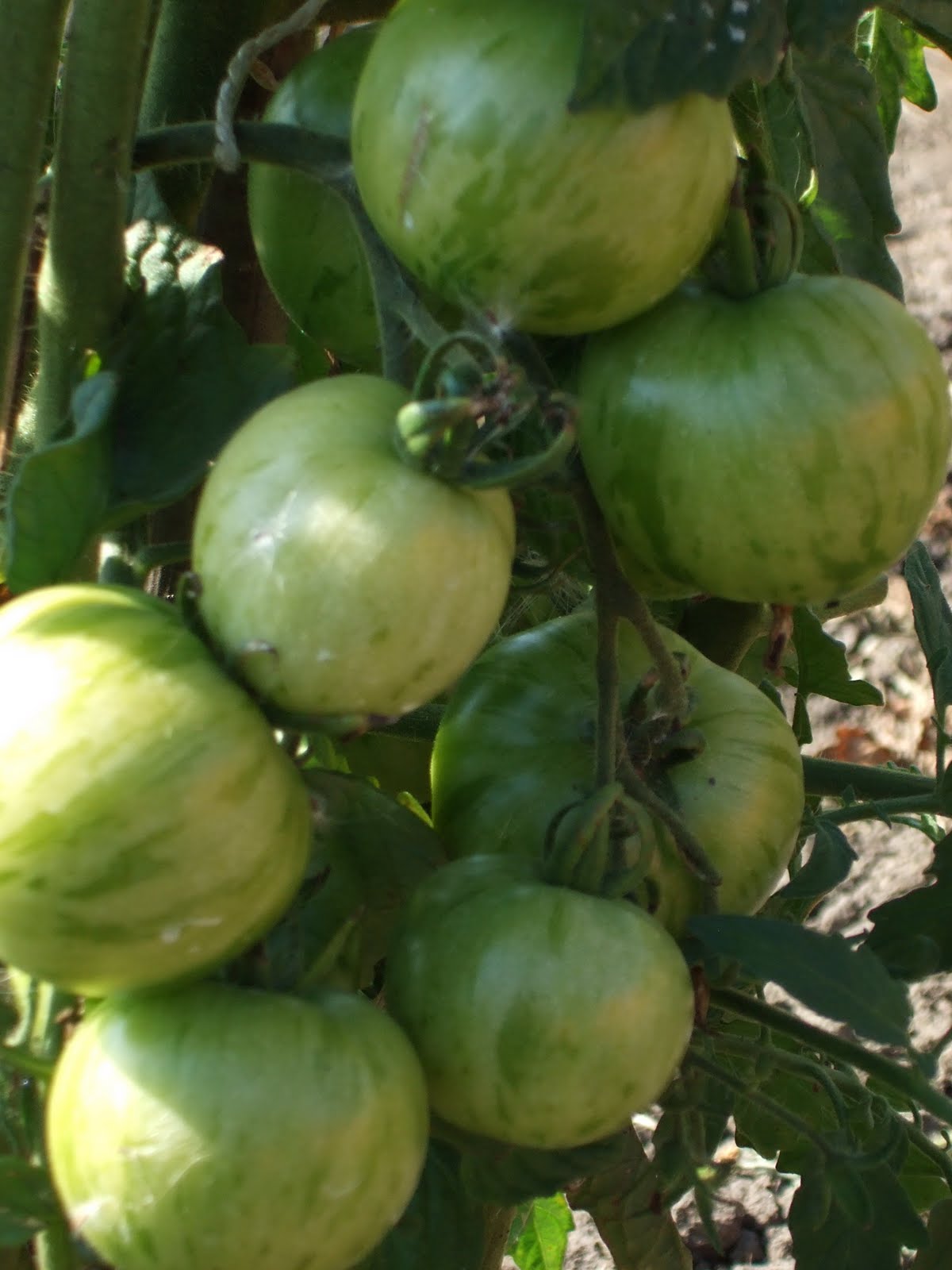 Sfaturi utile pentru Casa si Gradina ta: Copilirea si carnire rosiilor