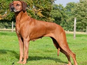 Rhodesian Ridgeback | Wild Life World