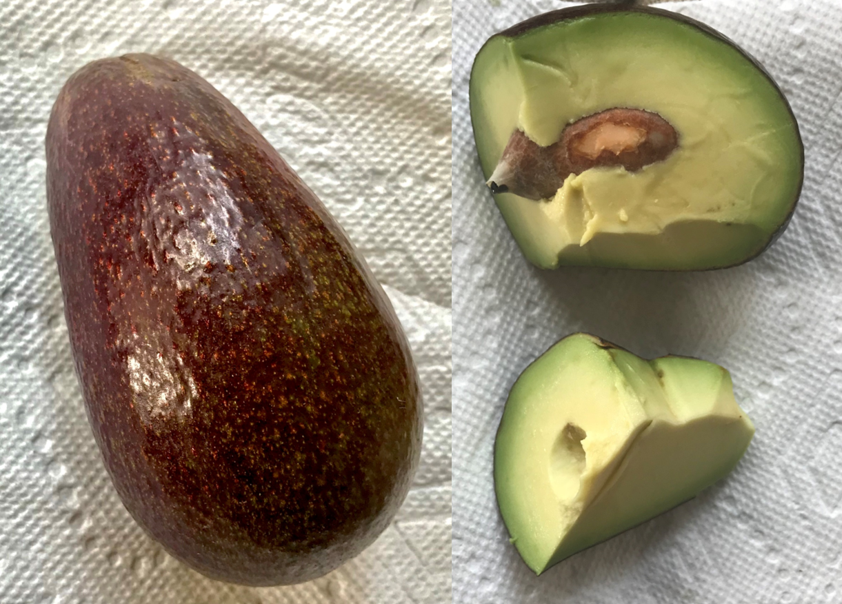 Gardening : Cold hardy avocados for Sacramento Valley