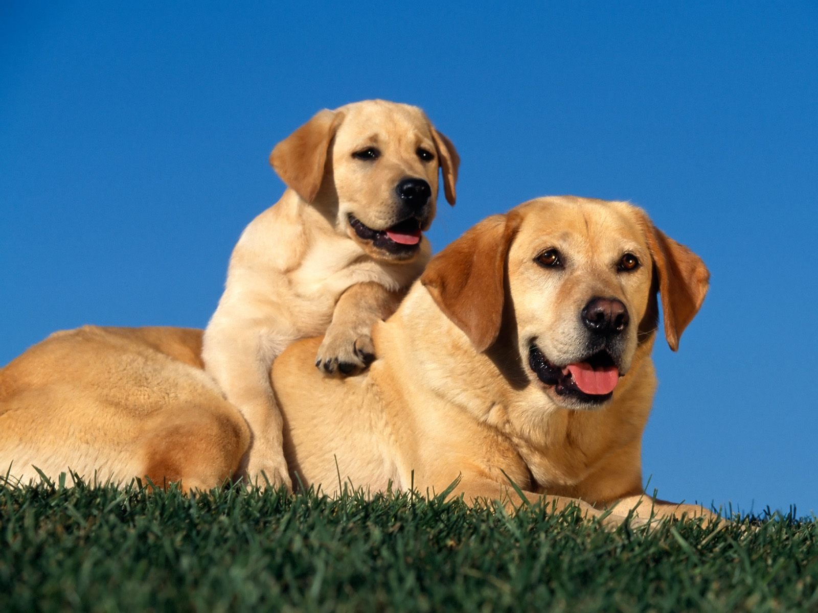 DoG Lover!: Colores de Perros Labrador'