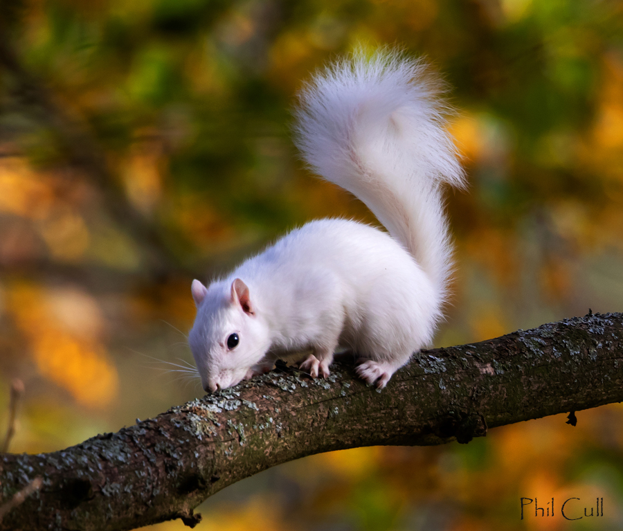Phil Cull Wildlife Photography: 2020