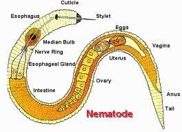 Typical Body Plan of Nematodes