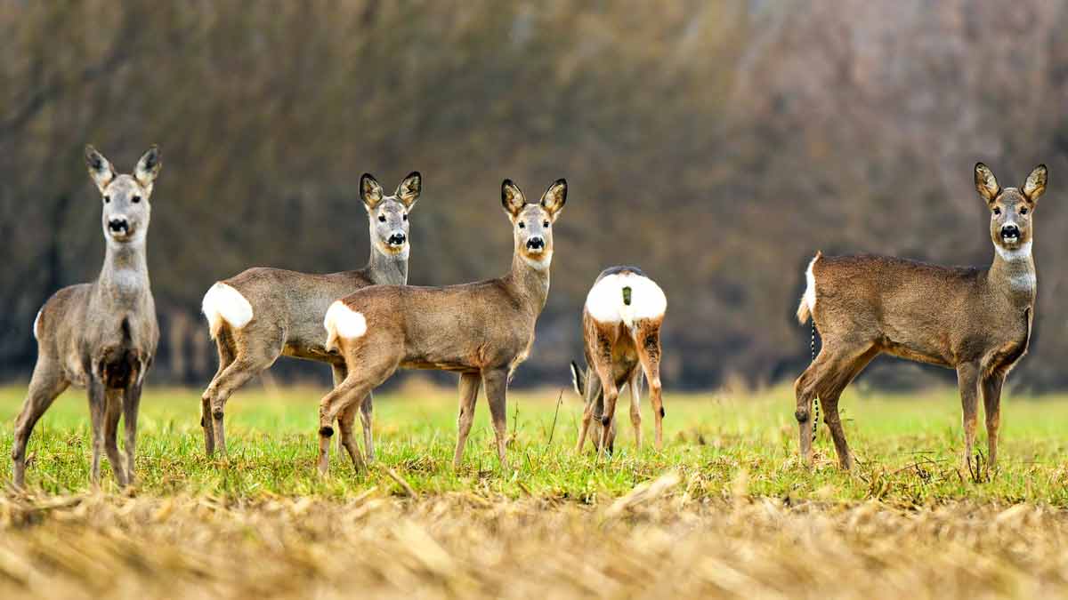¿Por qué cazar corzas? | ForestCaza Blog