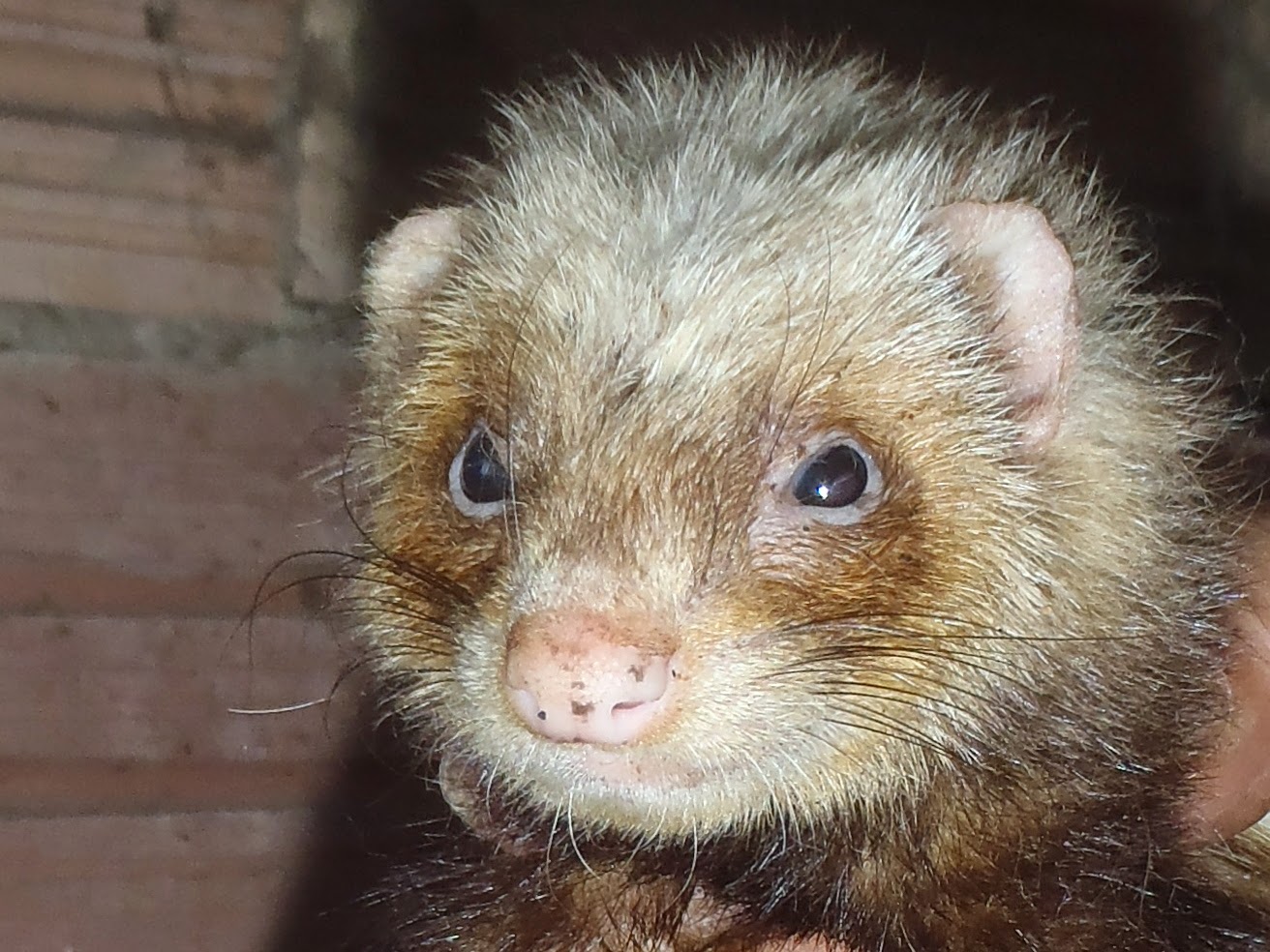 Nájera-Javi Manzanares: El hurón. (14-06-2014)