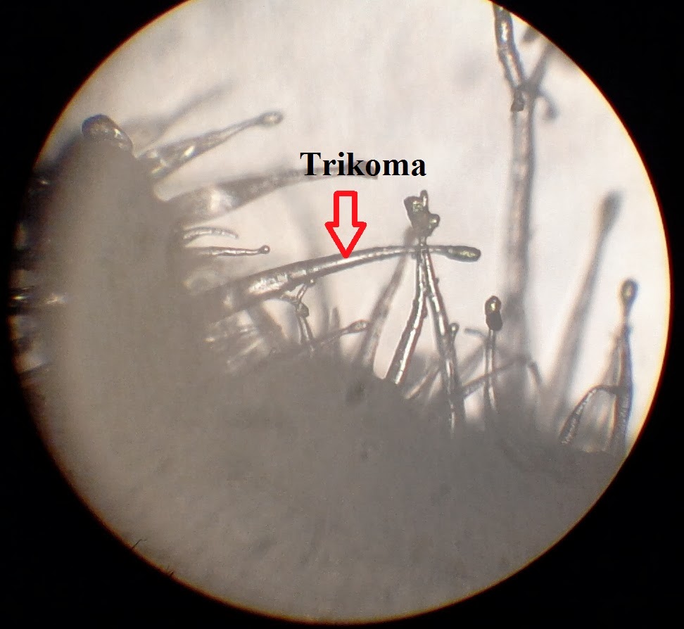 MATERI JARINGAN TUMBUHAN