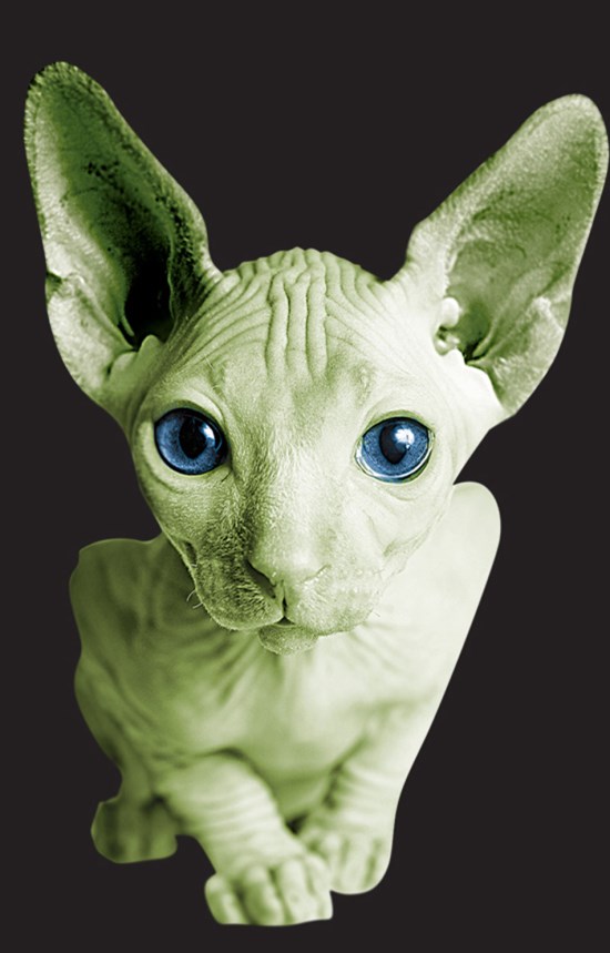 LOS GATOS SON EXTRATERRESTRES ? - 9 JUL 2017 ~ .EFECTOANIMAS