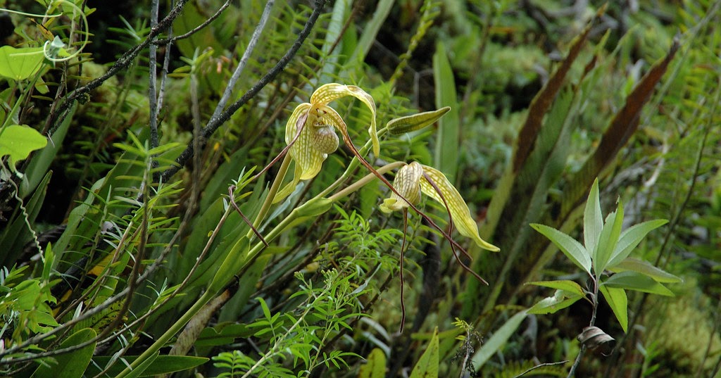 Phragmipedium orchid care and culture | Travaldo's blog