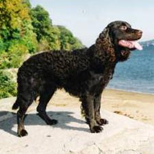 American Water Spaniel | Dog Interesting Fact & Pictures | All Wildlife ...