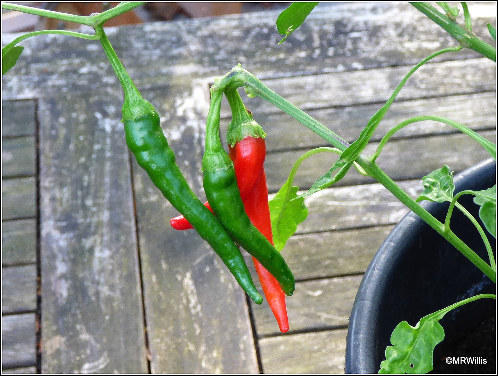 Mark's Veg Plot: Chillis - a contrast in styles