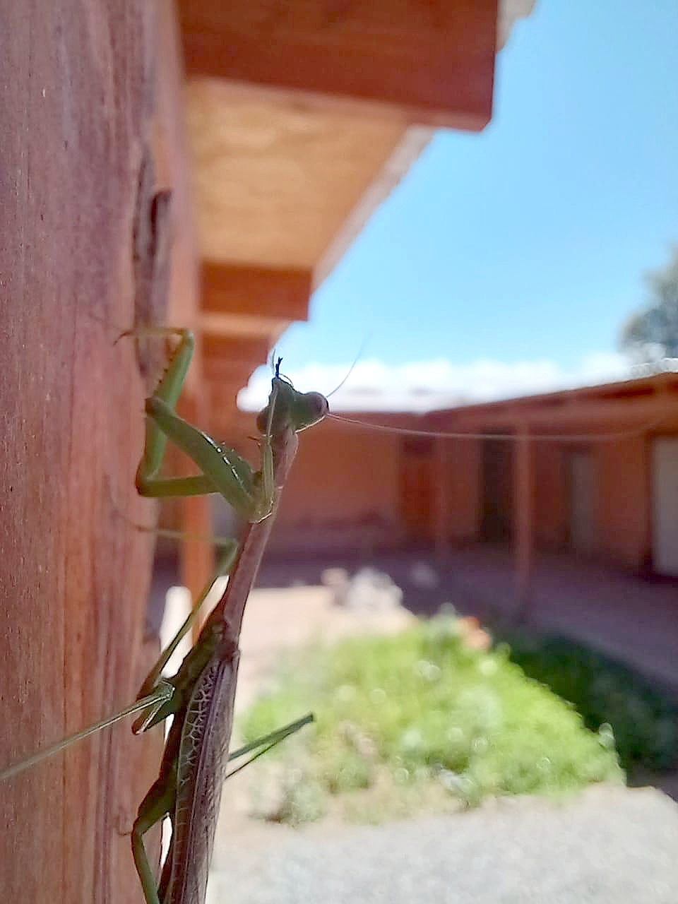 Caminantes del Desierto: LA MANTIS RELIGIOSA DE SAN PEDRO DE ATACAMA