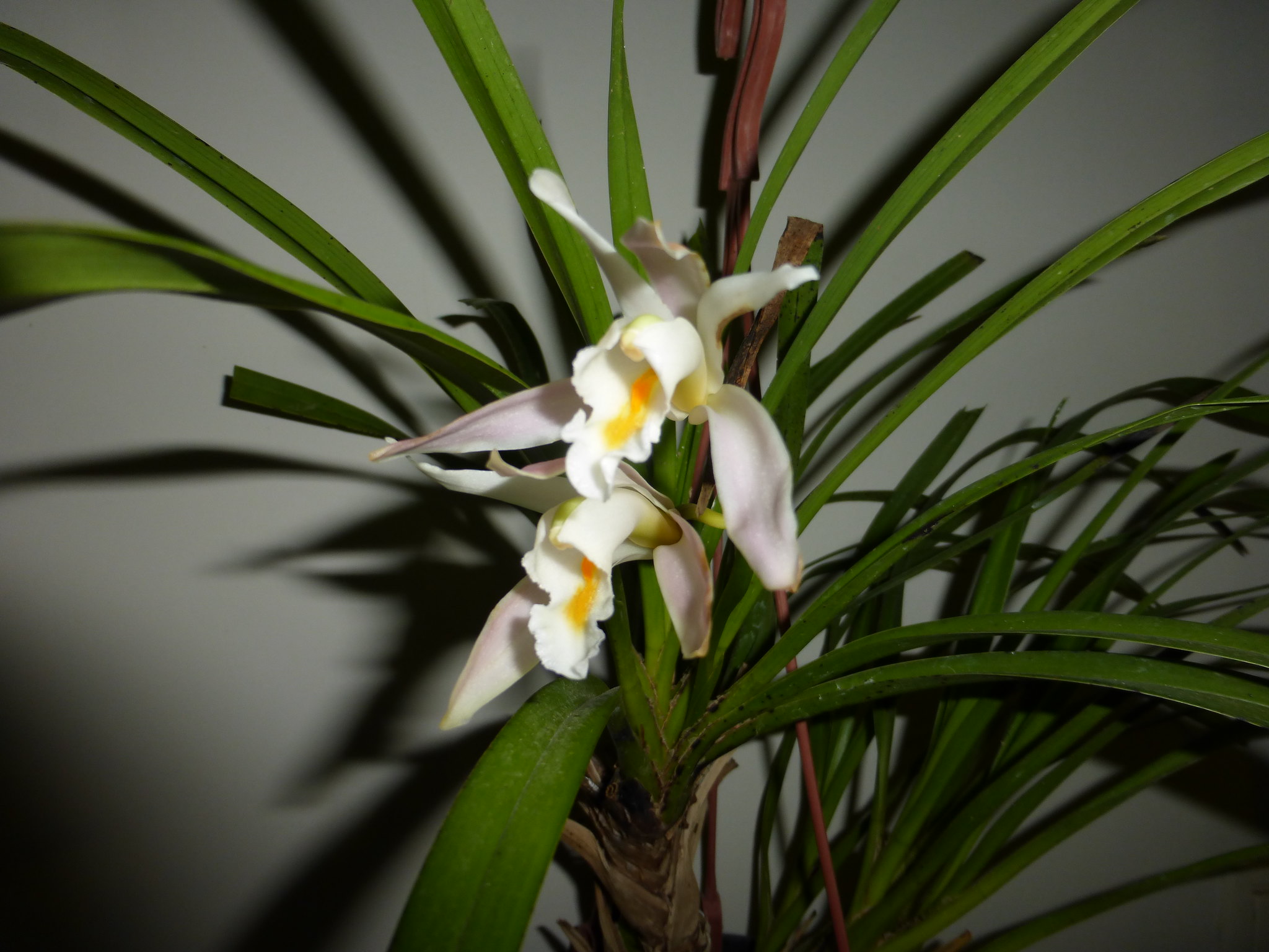 Cymbidium mastersii - Master's Cymbidium care and culture | Travaldo's blog