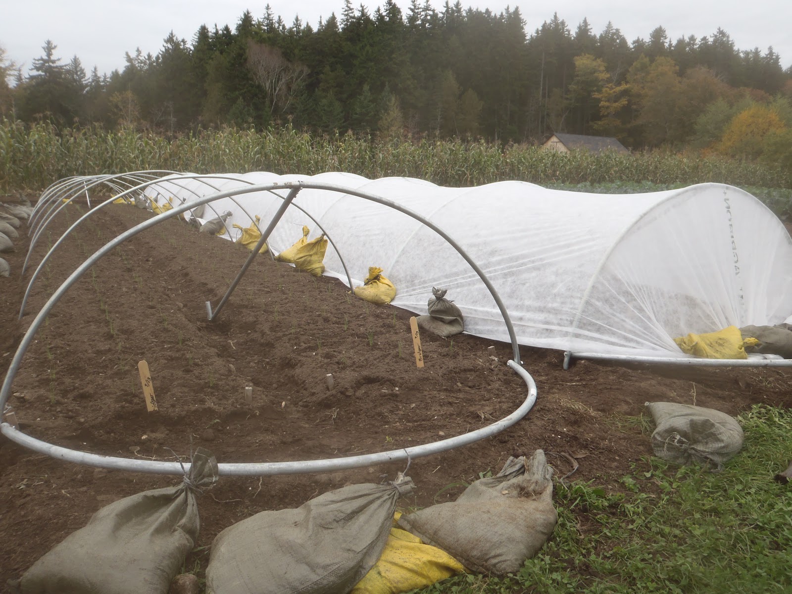 Have You Ever Picked A Carrot?: Low Tunnel Quick Hoops: Minimum expense ...