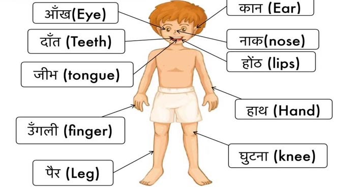 Human Body Parts Name In Hindi FindGK human-body-parts-name-in-hindi-findgk