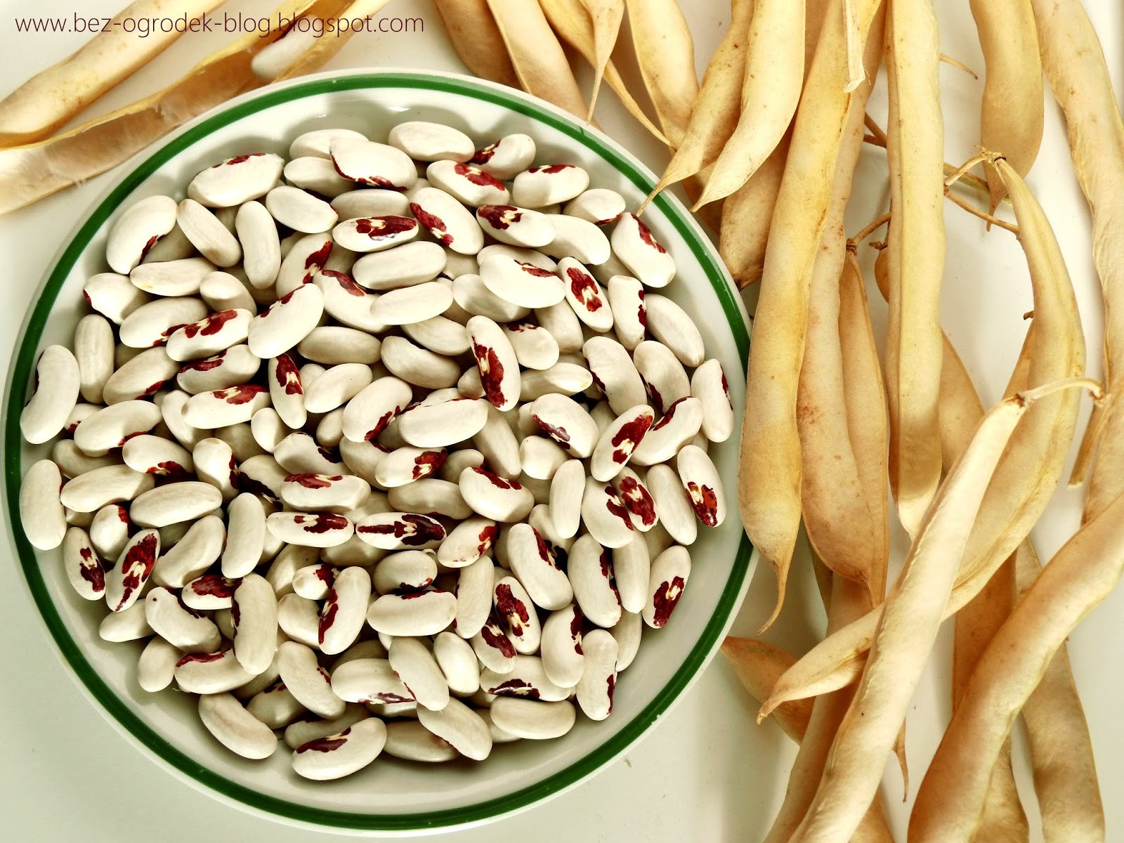 Fasola niepodległości z orzełkiem | BEZ OGRÓDEK | blog ogrodniczy