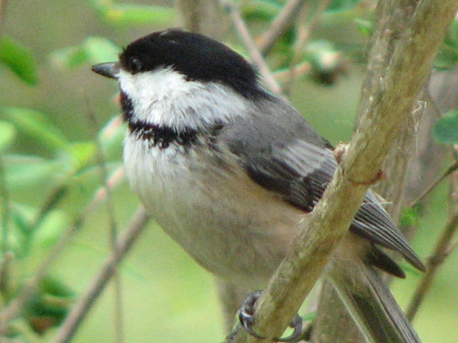 Joseph Noto Digital Art Portfolio: Photography