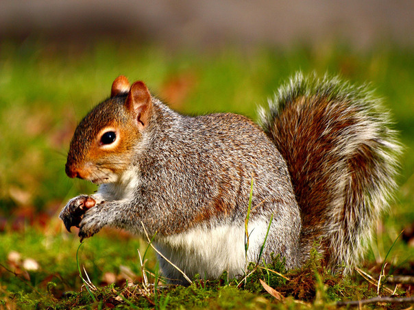 Hình ảnh con sóc - cua cuon - cua kinh 2