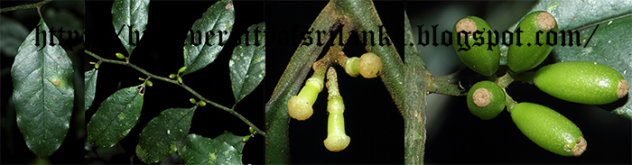 Biodiversity of Sri Lanka: 2015