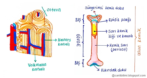 İskelet Sistemi, Kemik Doku ve Kemik Çeşitleri - İnsanda Destek ve ...