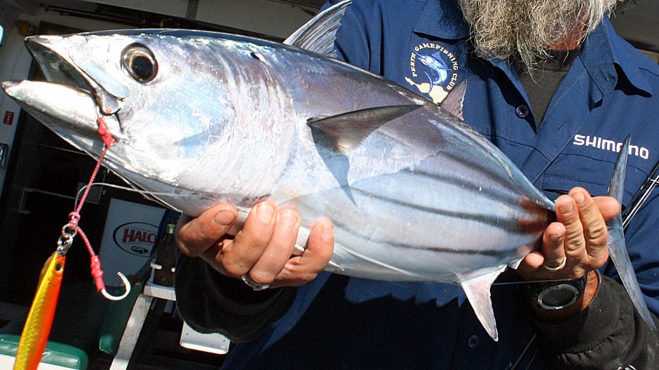 Skip Jack Tuna Characteristic and Nutrition Facts - Tuna Skipjack ...