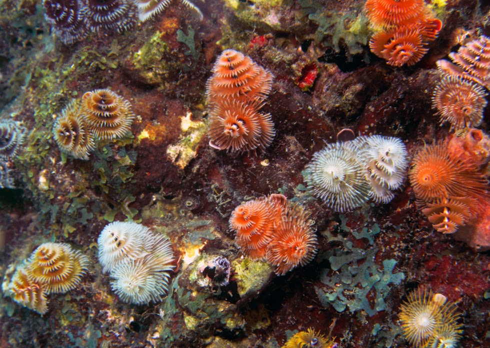 Joe Quinn Images: Curacao: Life on the Blue Edge