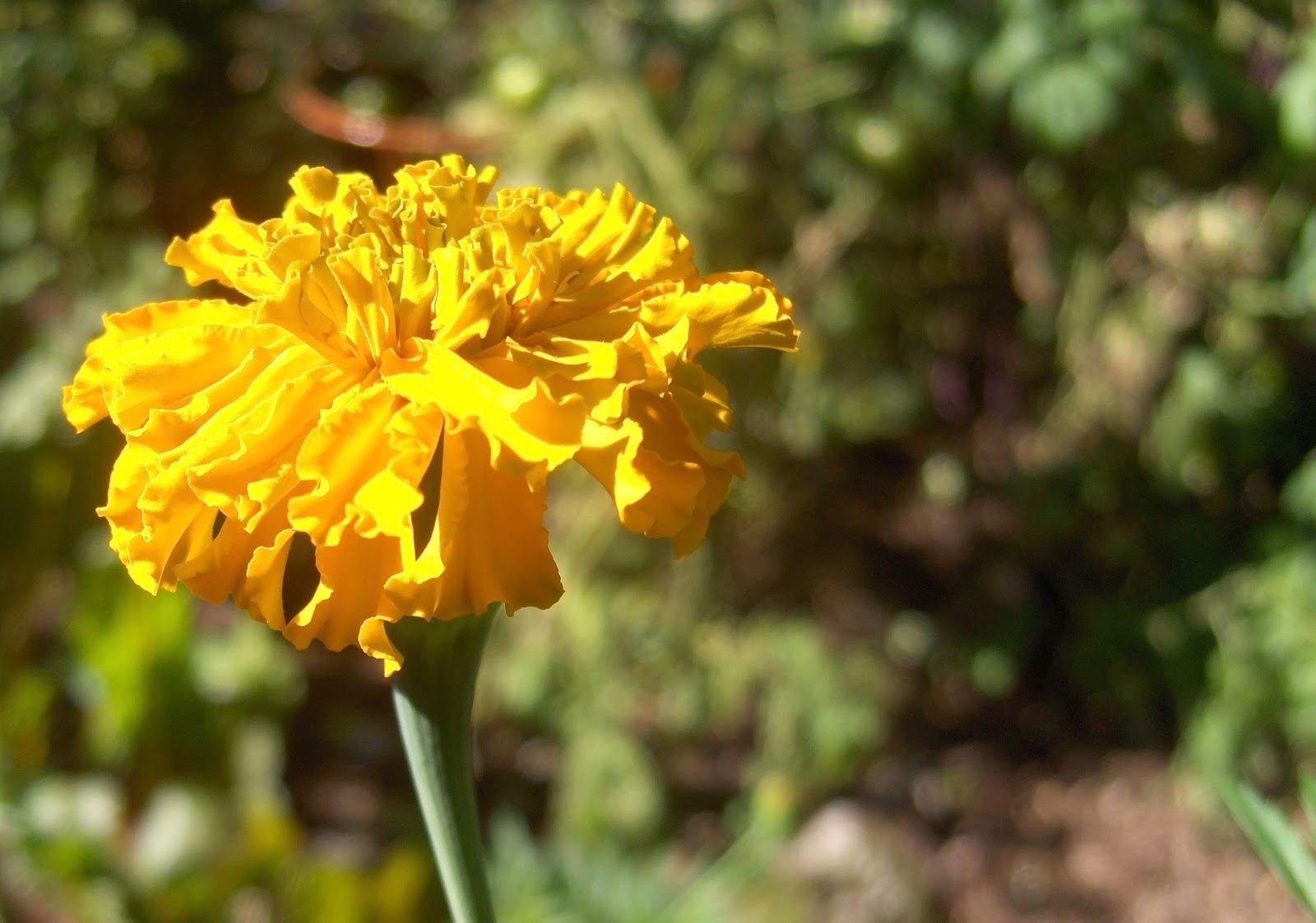 Somethings Old, New, Green, Redo!: Late Summer Midwest Garden