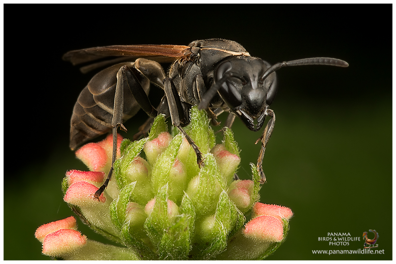 Wildlife photos from Río Indio, Coclé (pt. 1)