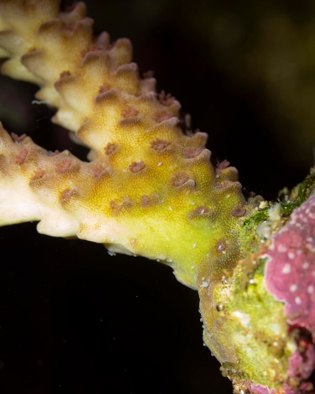 Ricky's Reef Corals: Acropora White Bugs