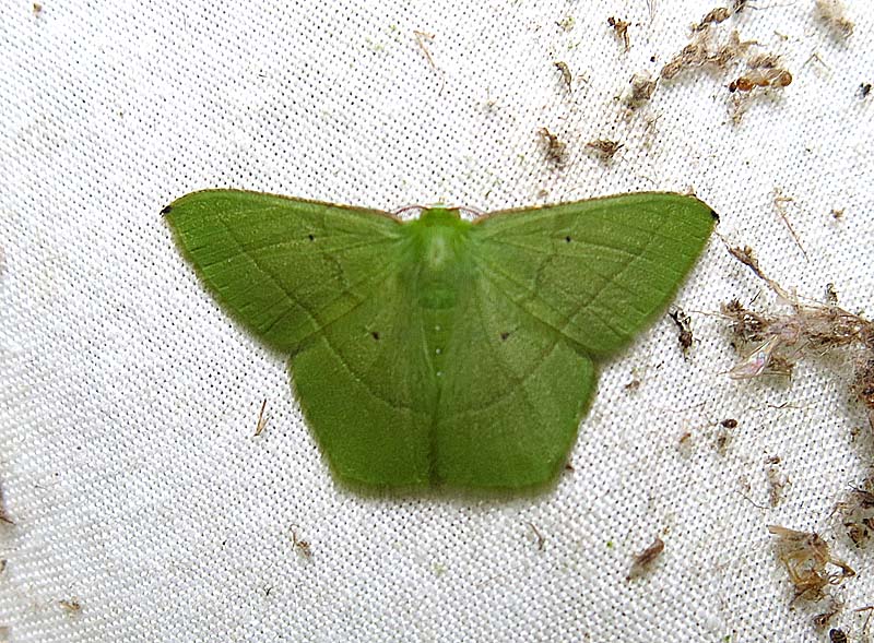 Birdernaturalist: Unidentified Costa Rica Moths