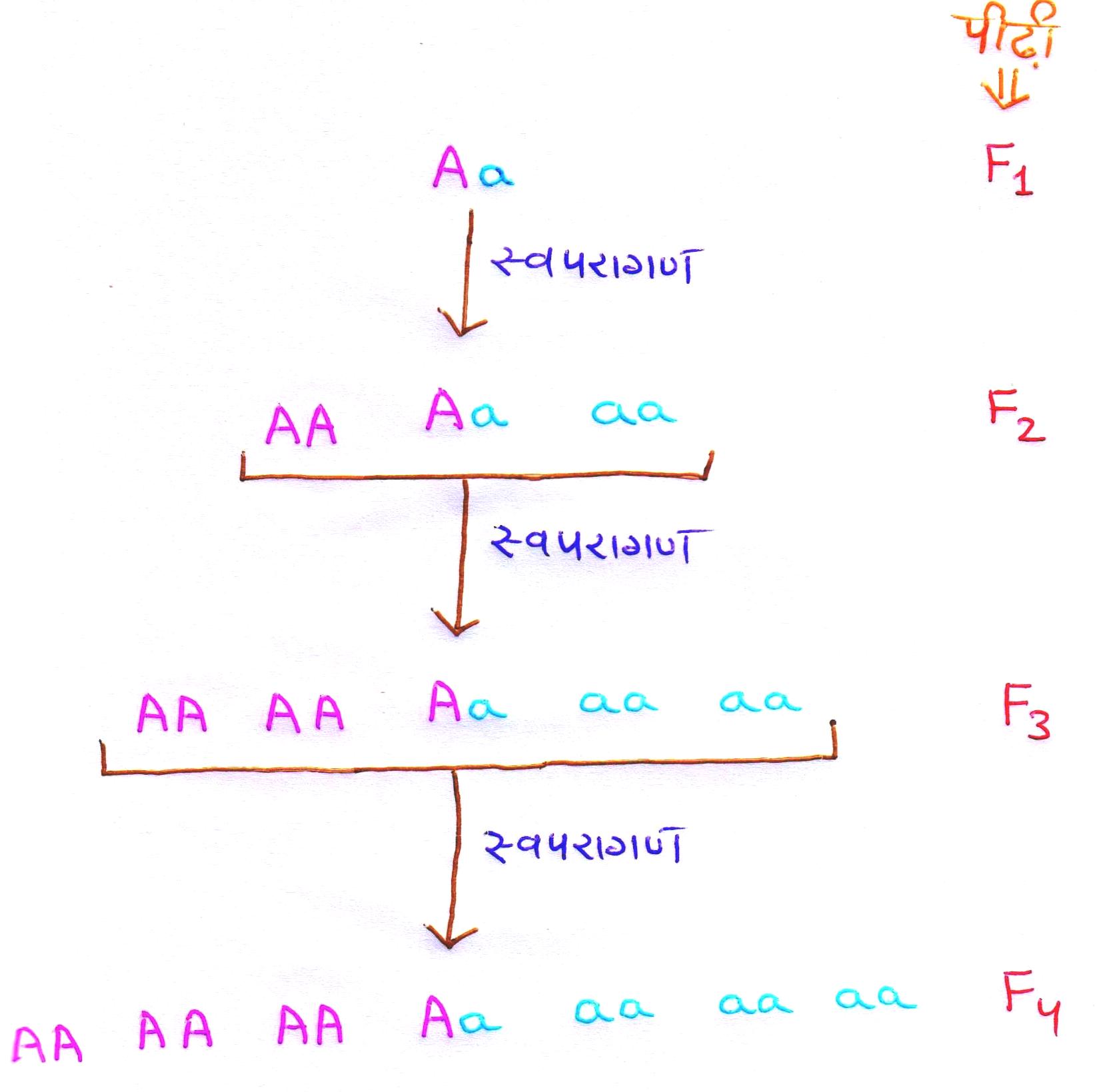 Genetic Basis of Self Pollinated Crops and Pure line Theory