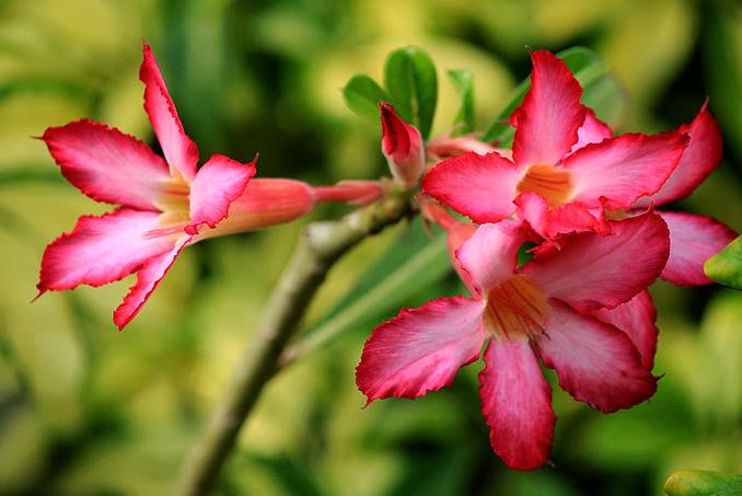 Flower Homes: Adenium Flowers