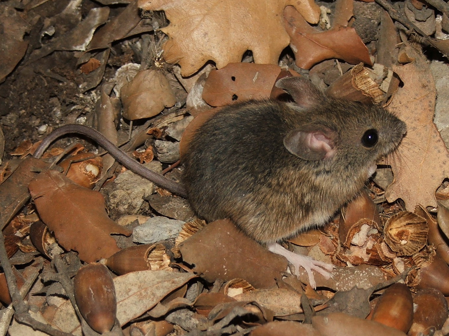 El Valle de Sabero: Mamíferos