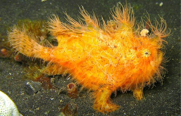 Frogfish ~ Aquatic Animals
