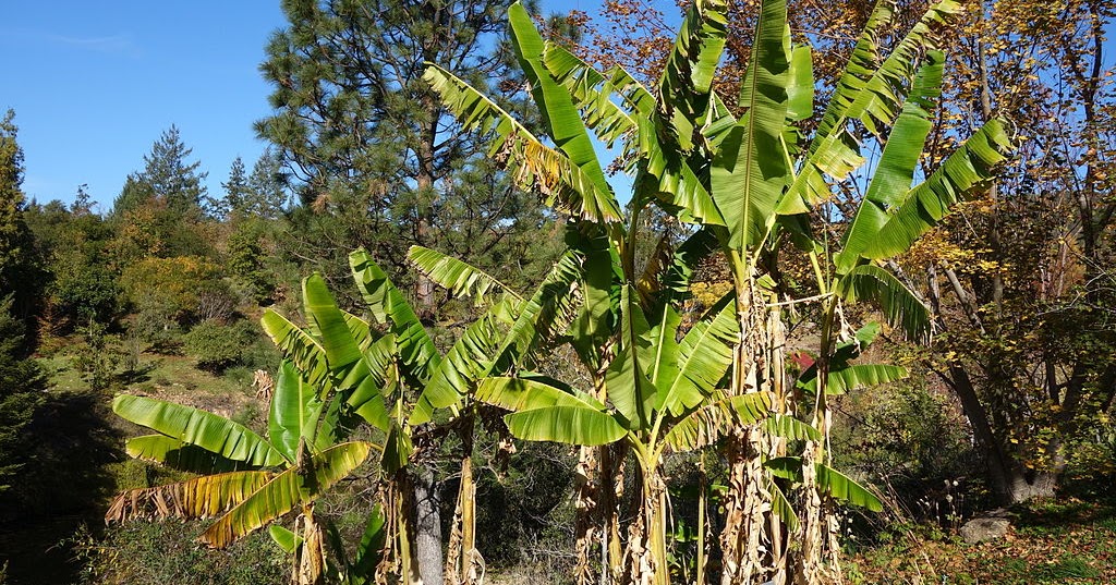 HOW TO GROW MUSA SIKKIMENSIS FROM SEED |The Garden of Eaden